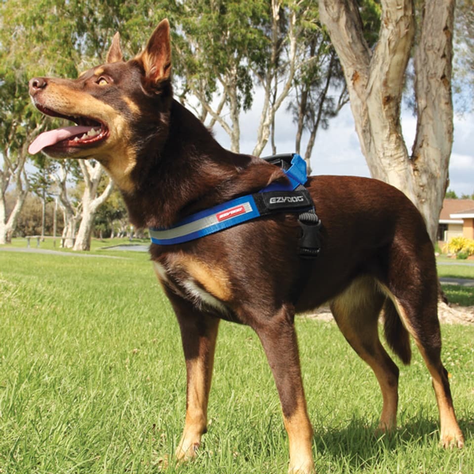 Best Dog Training Harness: Train with Comfort & Control