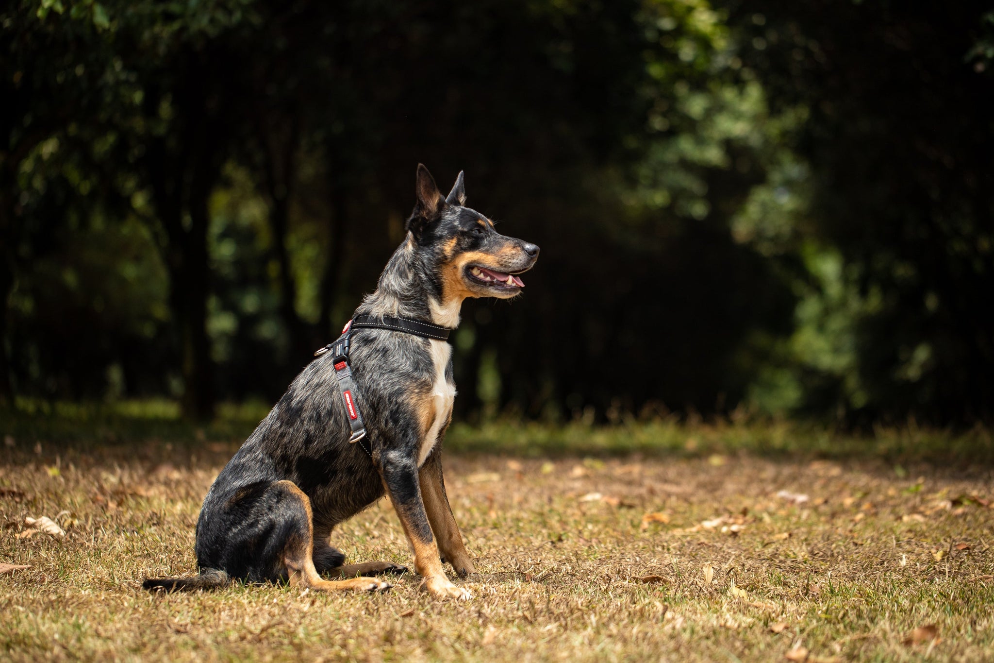 Escape Proof Dog Harness - Best Inescapable Designs | EzyDog