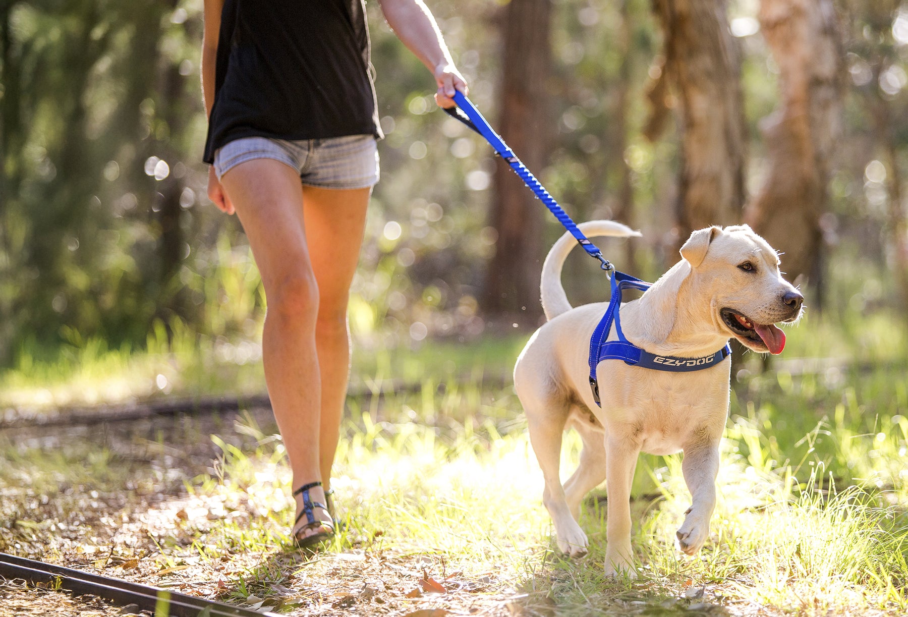Premium Dog Accessories - Best Gear for Every Dog | EzyDog