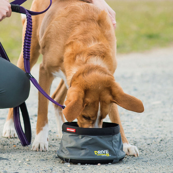 Portable Dog Bowl | Foldable Dog Bowls | EzyDog