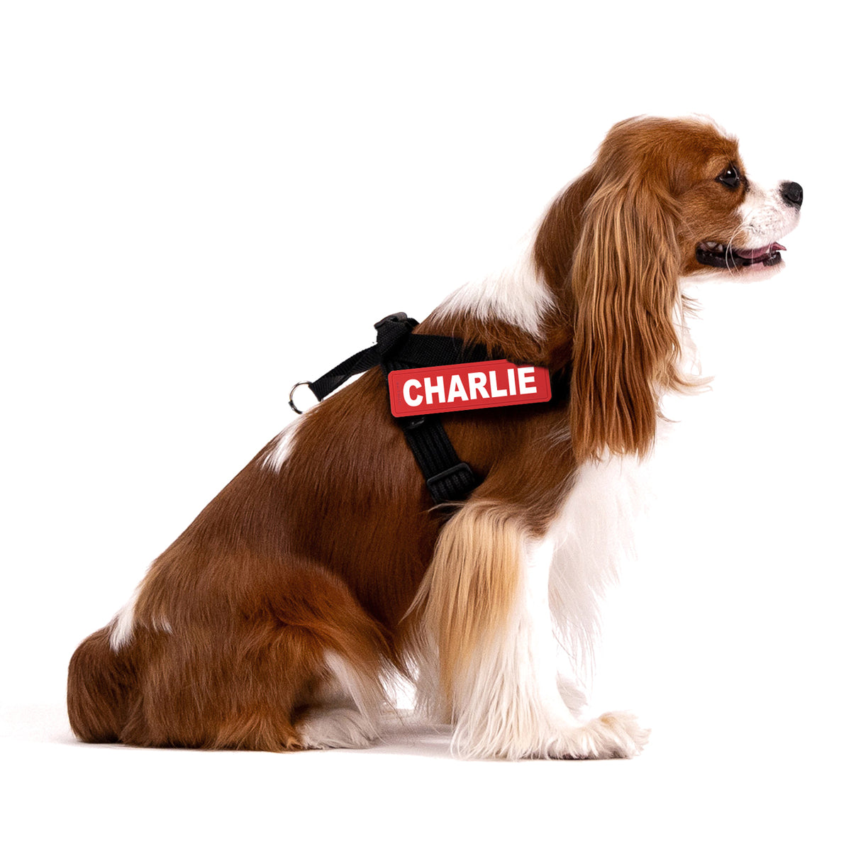 Custom Dog Harnesses - Personalized for Comfort | EzyDog
